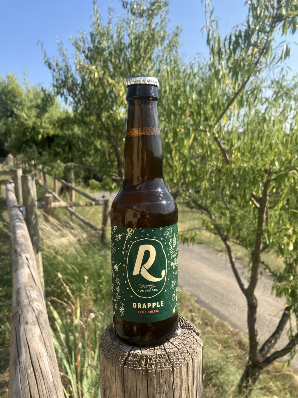 CAJA 12 LAGER CON UVA - Cerveza Rondadora